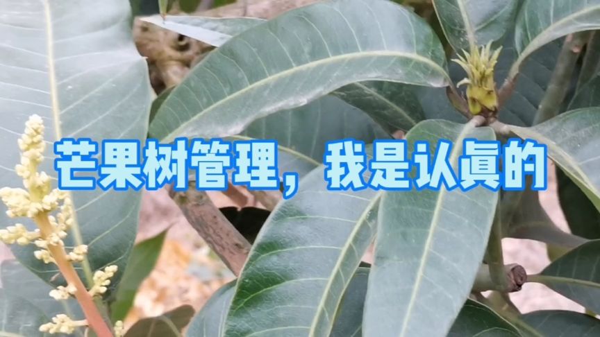 芒果树我这样管理的