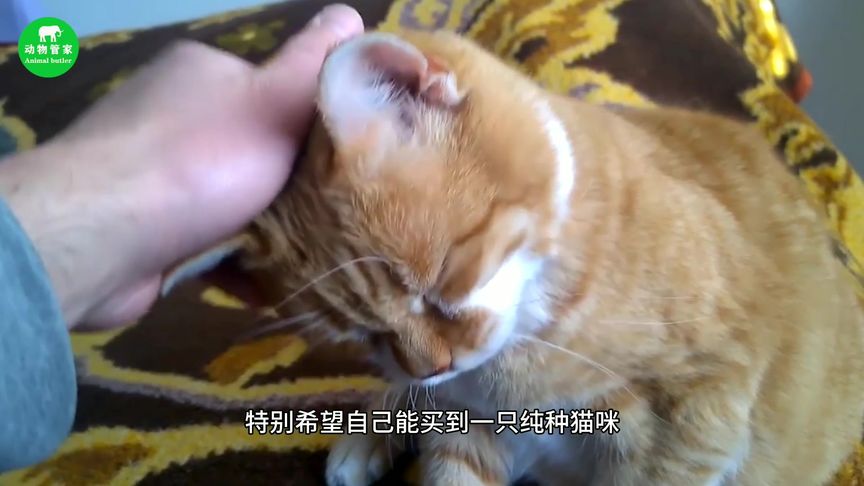 去宠物店买猫时,千万不要说这5句话,不然会被“坑”!