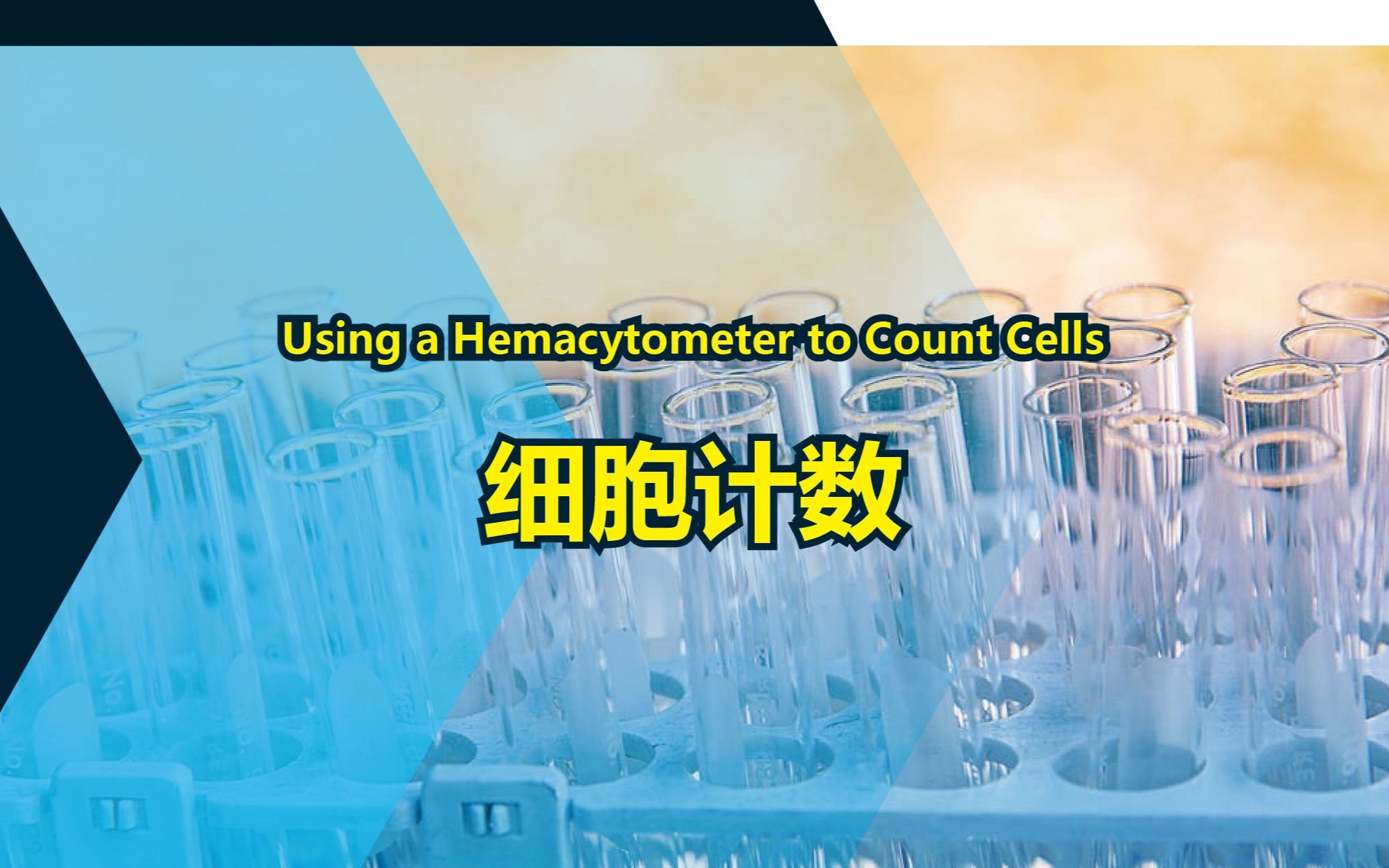 实验英语-细胞计数 Using a Hemacytometer to Count Cells