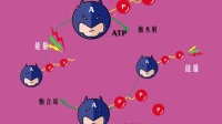 三分钟了解ATP