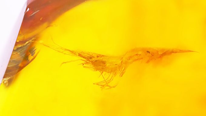 显微CT扫描揭示寒武纪动物演化之谜,研究古生物也是一项技术活!