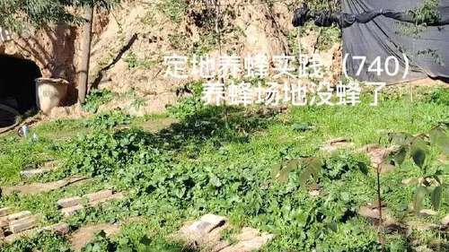 定地养蜂实践(740)养蜂场地没蜂了