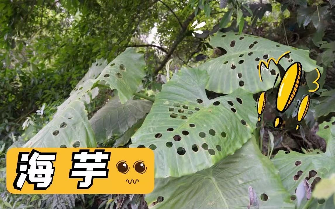植物篇:海芋 | 海南热带雨林国家公园科普视频系列