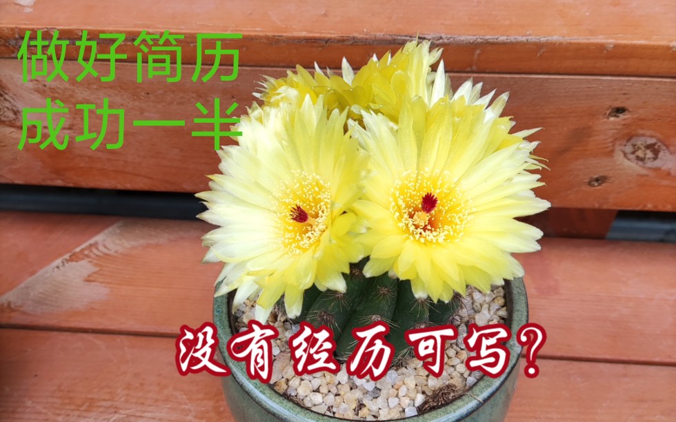 应届生就业指导课1.如何做简历?