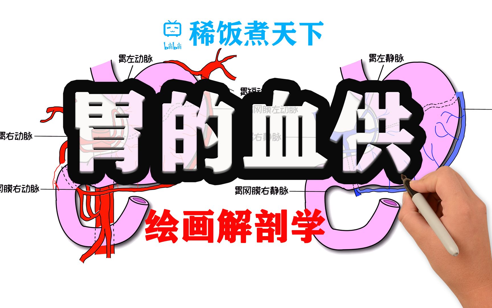 【绘画解剖学 血管】胃的血液供应