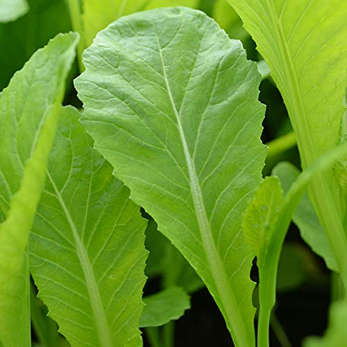 油菜阿哥 