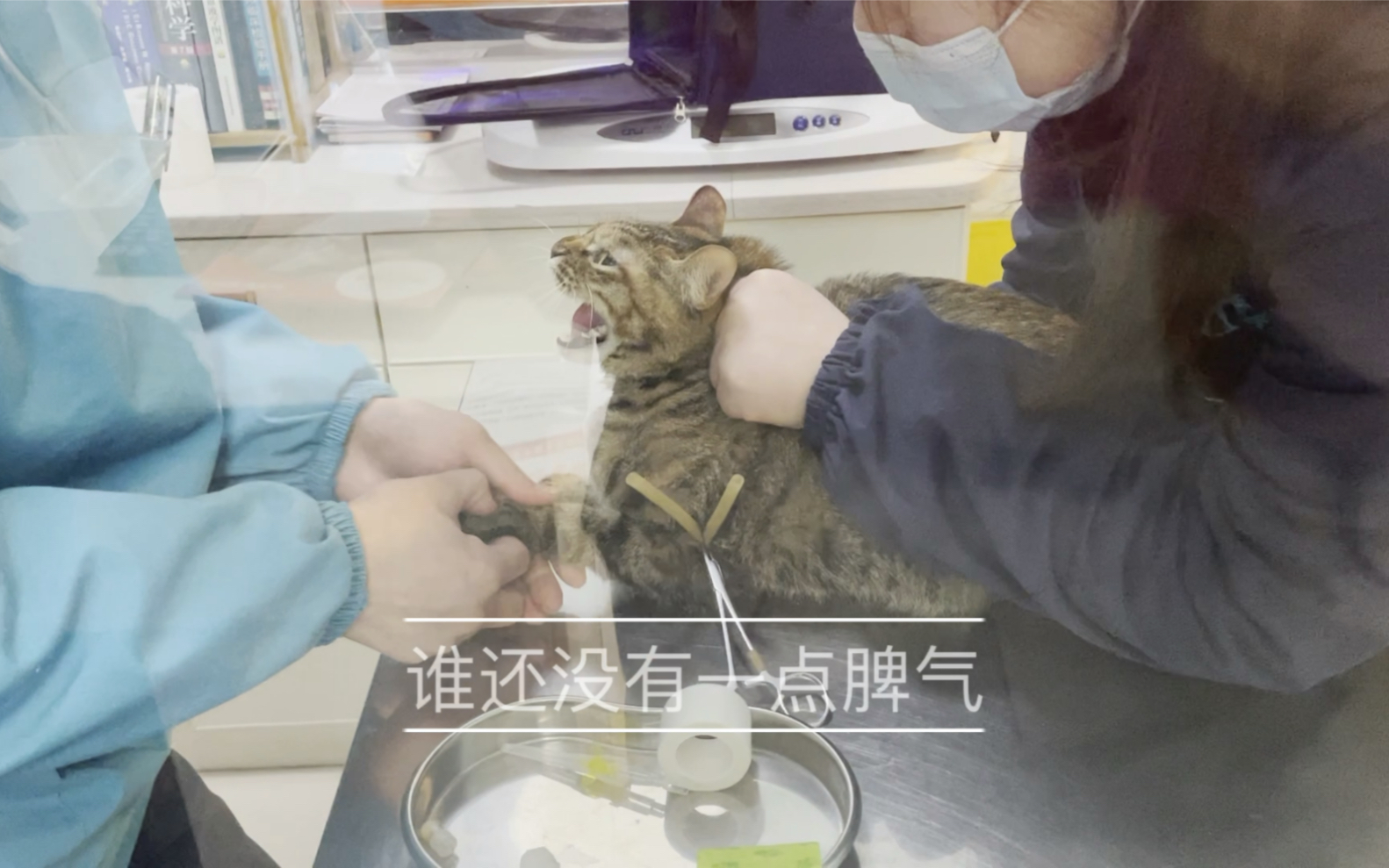 「山珍格格」 打滞留针篇