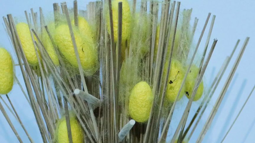 如何蚕茧抽丝,做丝绸的丝是这样来的