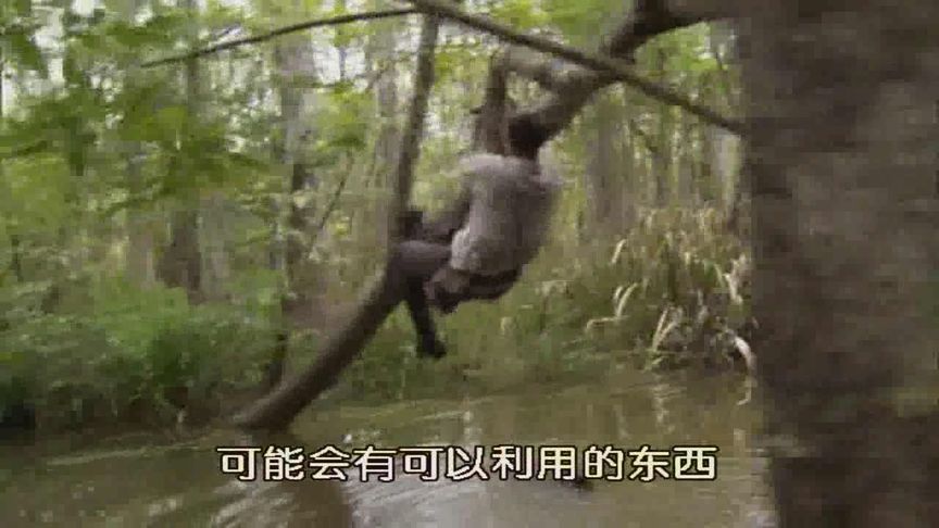 荒野求生:贝爷沼泽充分利用树木,减少了不少危险,爬树动作真帅
