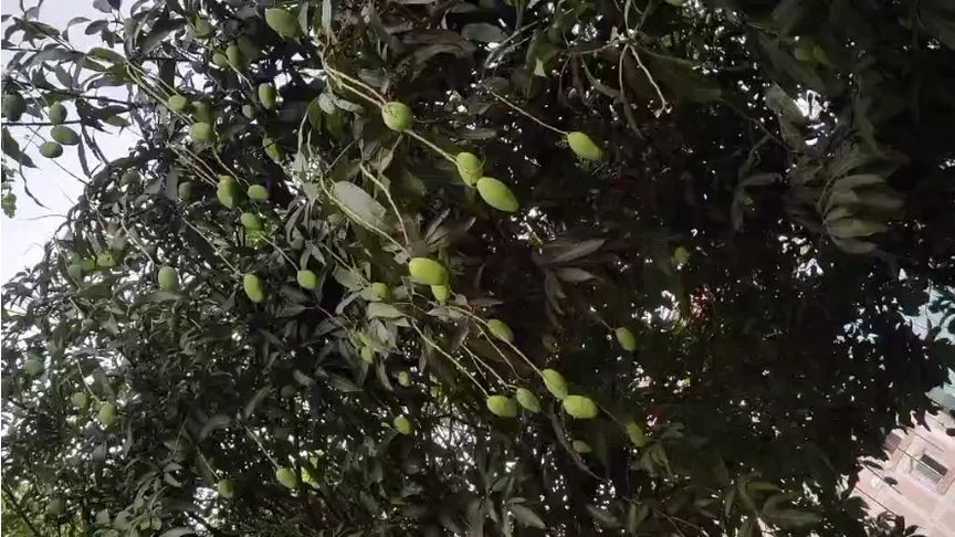 满公园的芒果树,猜猜这是哪里