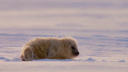 北极熊幼崽成长之路