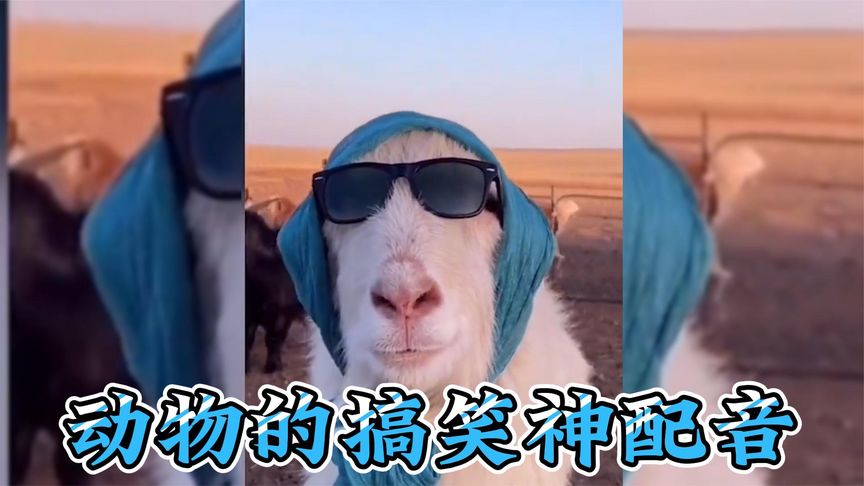 盘点给动物的搞笑神配音:毫无违和感,简直太可爱了