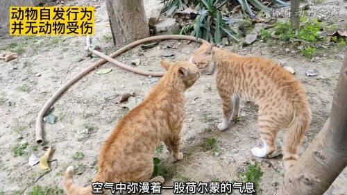 注该视频会引起身旁猫狗不适,深度分析猫咪打架的原因