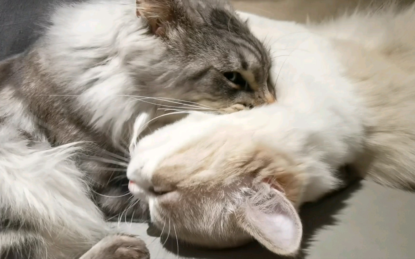 这猫都快被咬死了 是不是虐猫?