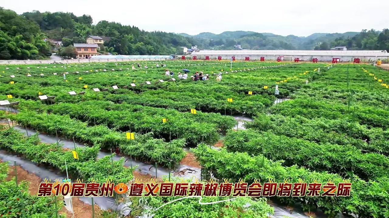 喜迎辣博会丨优秀辣椒品种评选开始啦!根据椒型分类按得分排名顺序...