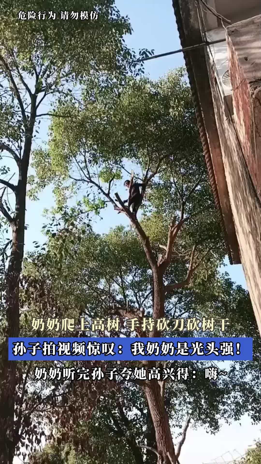 奶奶爬上高树,手持砍刀砍树干,孙子拍视频惊叹:我奶奶是光头强