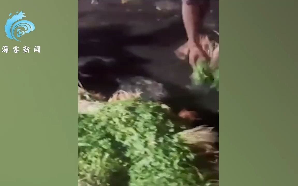 印度商贩用污水洗菜,赤脚冲洗动作熟练,干净又卫生啊兄弟们