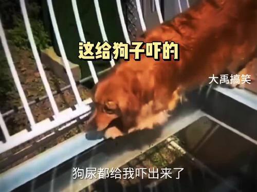 走玻璃栈道,这给狗子吓的,尿都该吓出来了