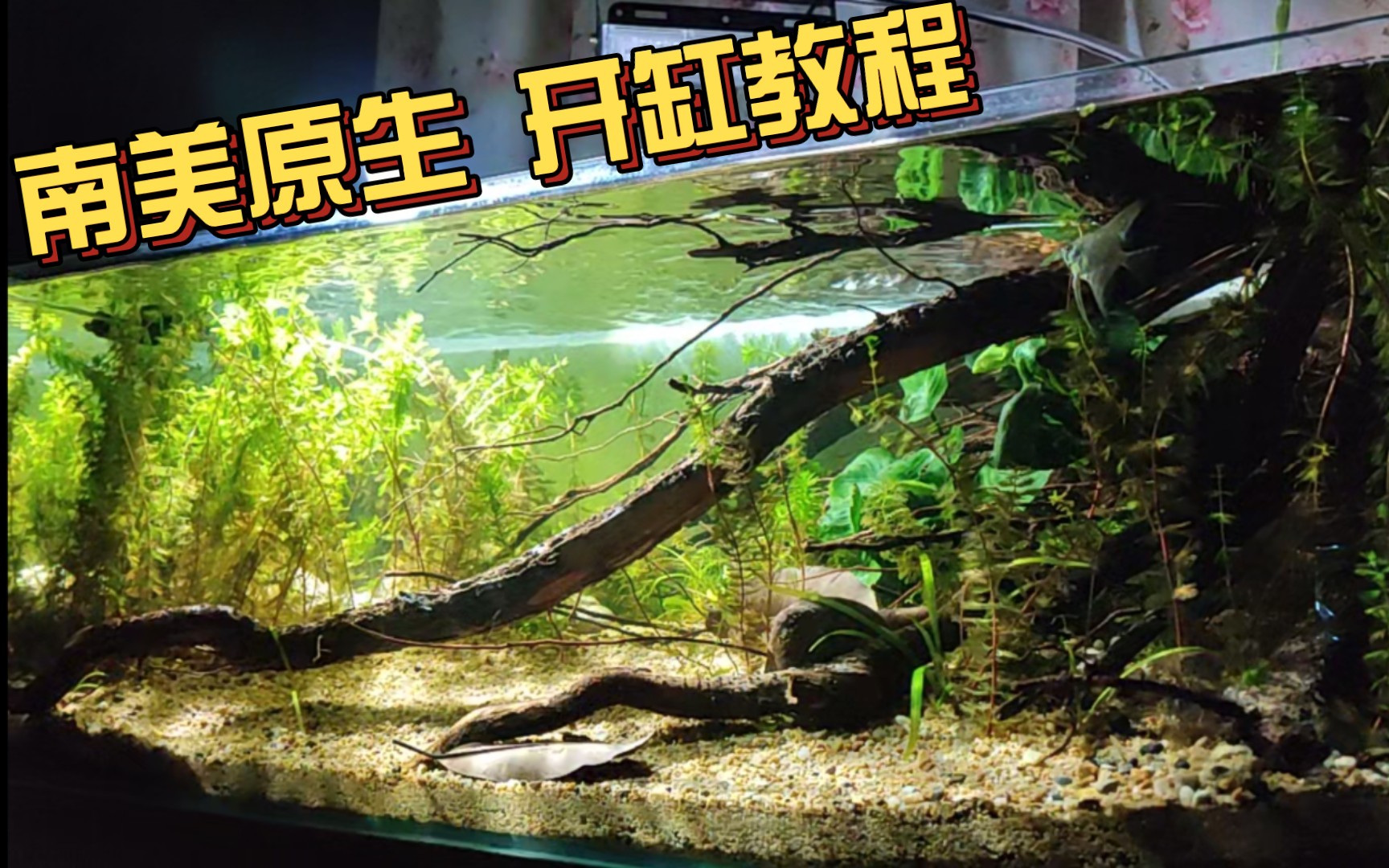 南美原生缸 开缸教程 底砂过滤详解