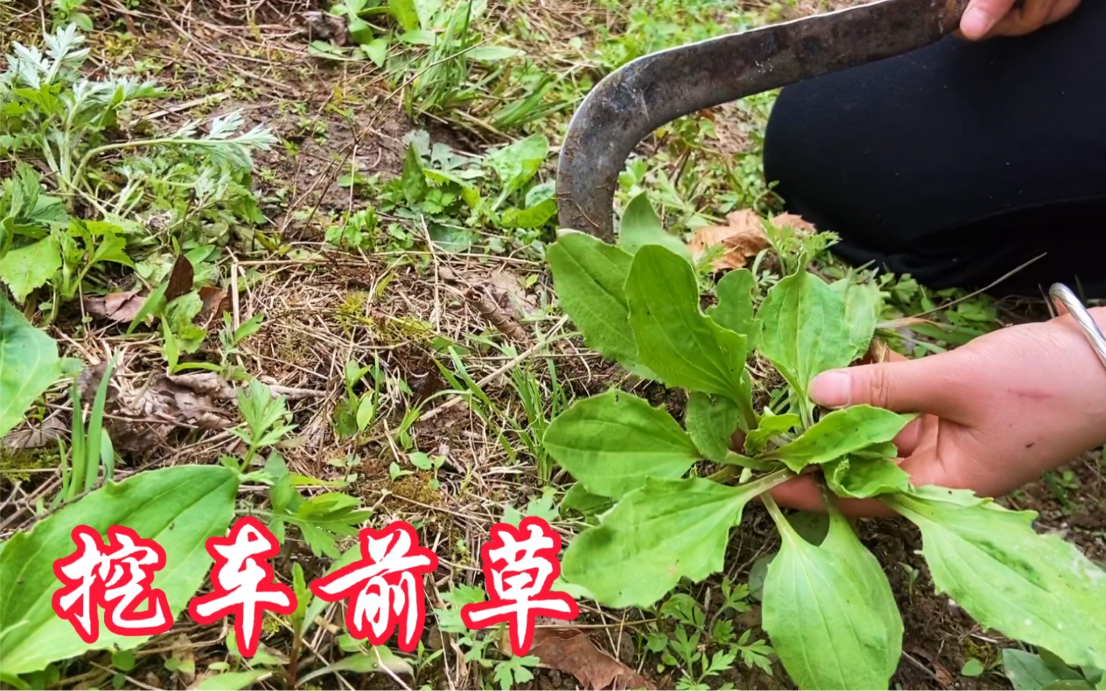 农村常见的车前草,既是药材又是野菜,挖回家炖猪蹄吃,味美汤浓
