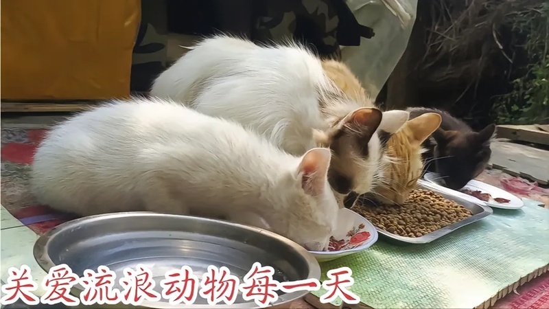 流浪动物一生卑微,请善待它们