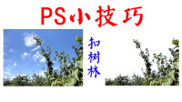 如何利用ps抠取大树、树林?