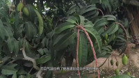 芒果种植要注意这几点,科学种植高产,方便日常管理