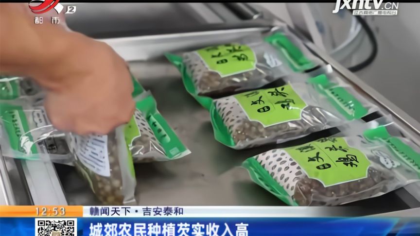 【赣闻天下】吉安泰和:城郊农民种植芡实收入高