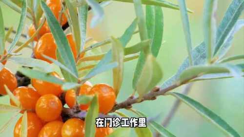 体弱多病到活力满满!沙棘的惊人功效,让我重获健康