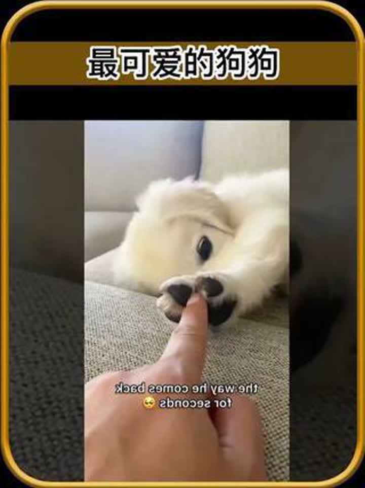 世界上最可爱的狗狗 #探索新奇