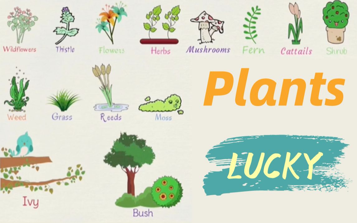 秒背单词 | 50秒学会18种植物的英语表达