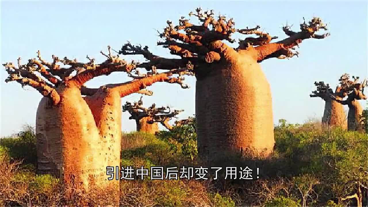 沙漠中的救命树:割开树皮就能取水,中国引进后却变了用途!