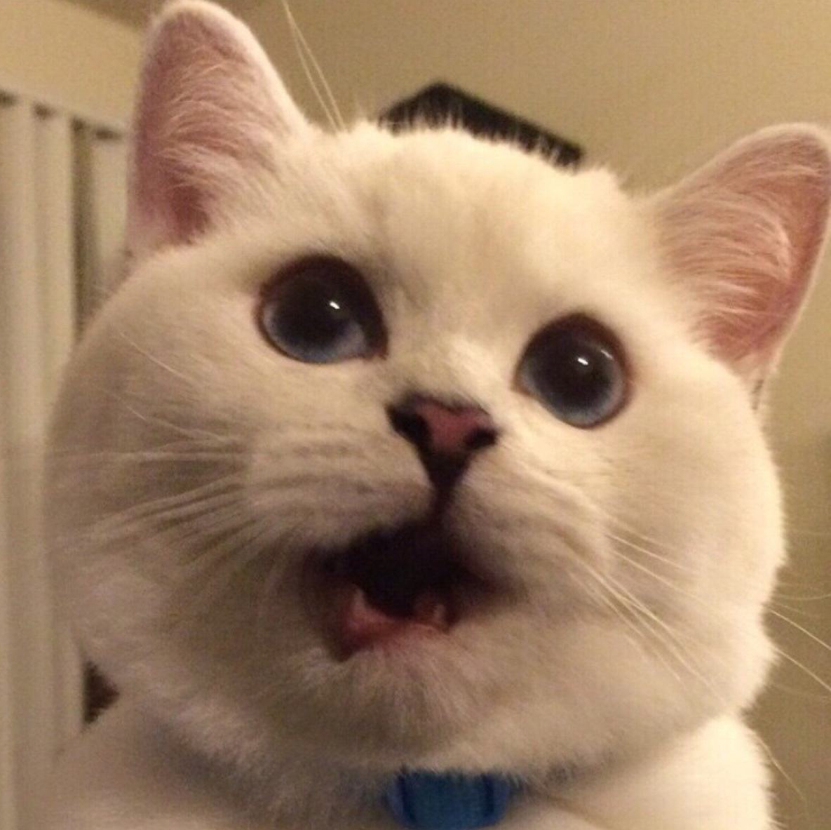 顽皮猪蛋 