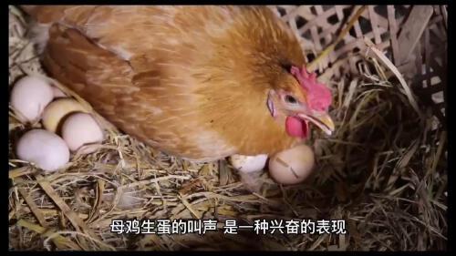 为什么母鸡下蛋后会咯咯咯的叫