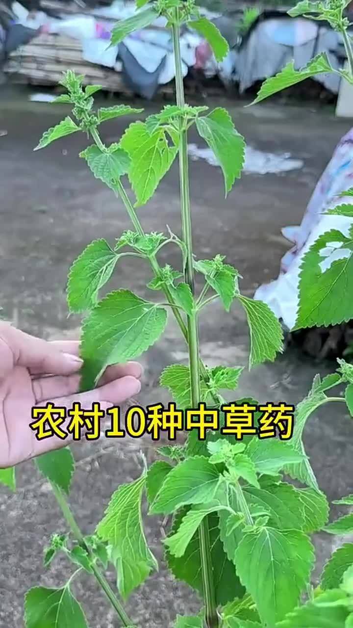 实拍农村常见的十种中草药植物,你能叫出名字吗?