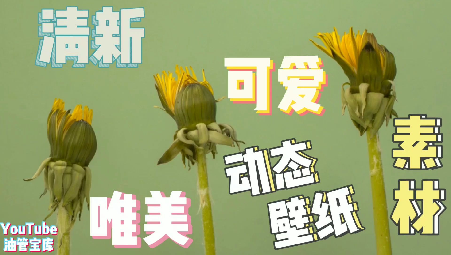 视频素材动态壁纸清新可爱唯美高清,视频后期制作剪辑必备特效素材!...