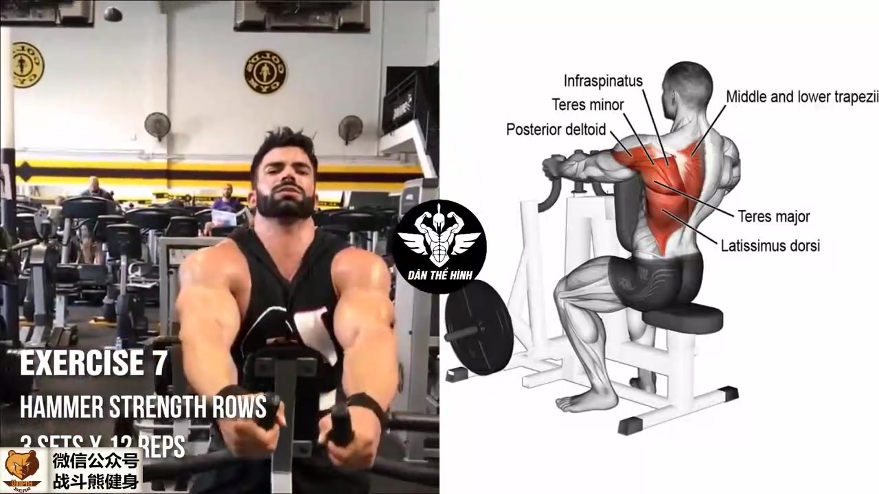 12个背部肌肉图解训练动作