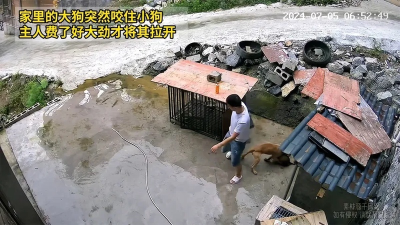 家里的大狗突然咬住小狗,主人费了好大劲才将其拉开