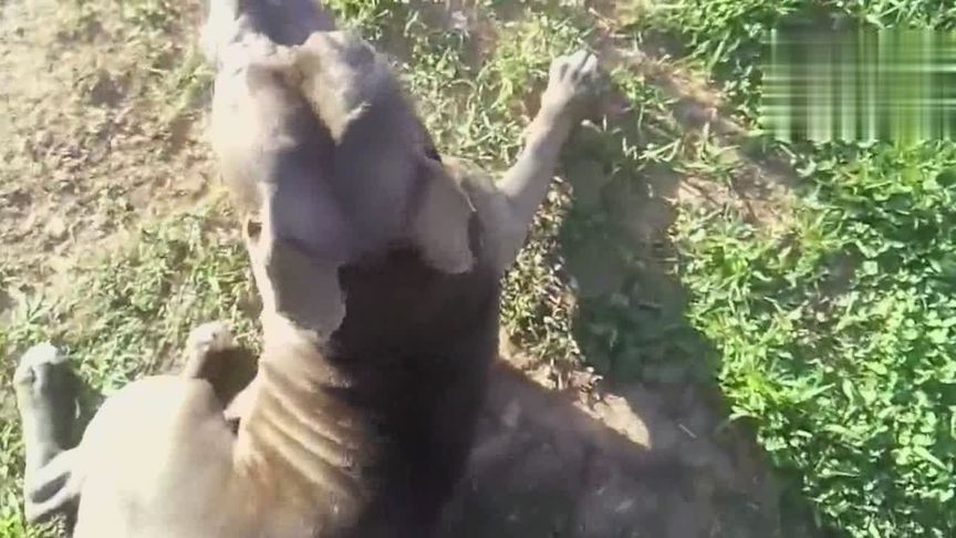 狗狗狂犬病发作,远离主人自生自灭好感人
