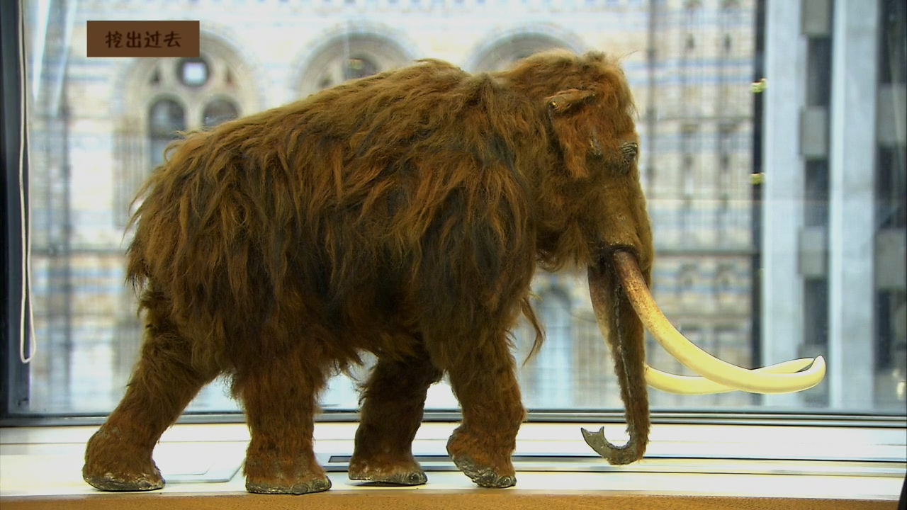古代的化石却带着对未来的警示,猛犸象留下了怎样的灭绝故事?