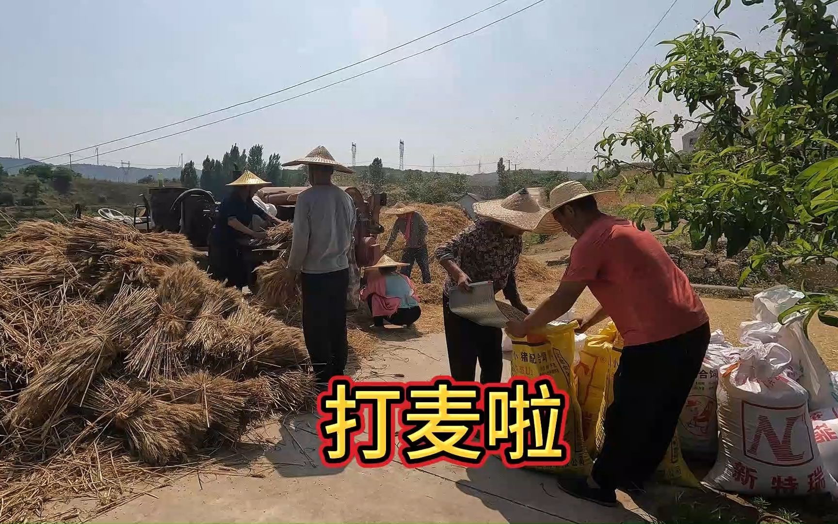 开始打麦啦,农村老家打麦子的场景,人多干活就是快