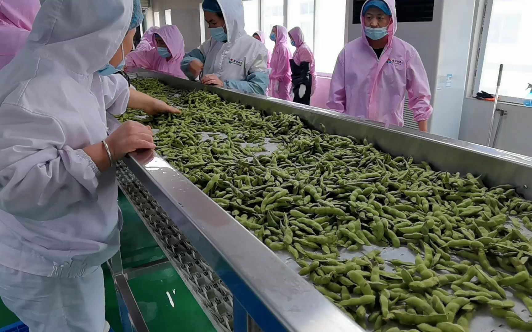 毛豆气泡清洗机 多功能的果蔬气泡清洗机 清洗干净 用水少 效率高