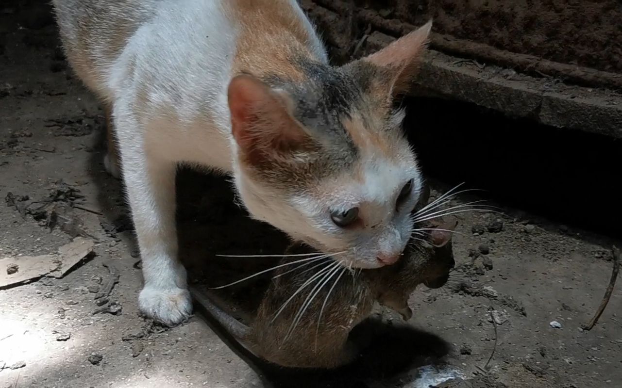 地表最强!实拍猫抓老鼠第一现场