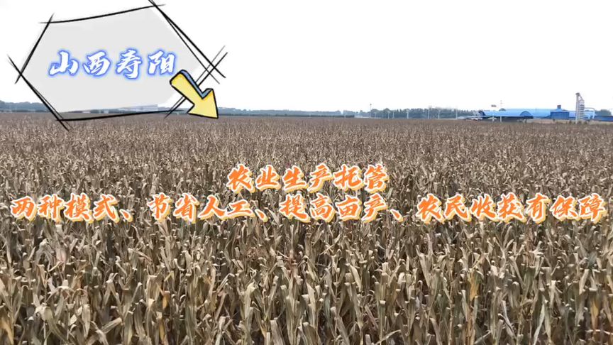 寿阳农业生产托管,两种模式、节约人工、提高亩产,农民有保障