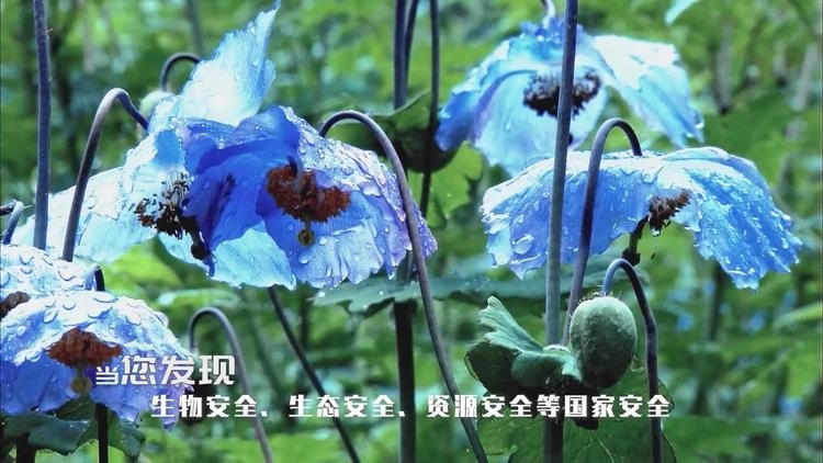 【公益宣传片】维护国家安全 是我们每个公民的责任