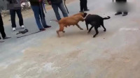 两只疯狗斗,这才叫真正的斗狗,网友:场面太残忍!