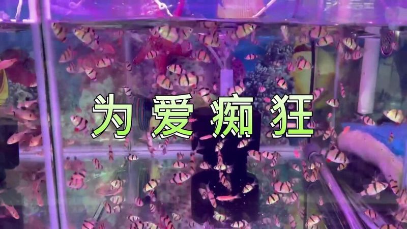 不能不看你 歌曲