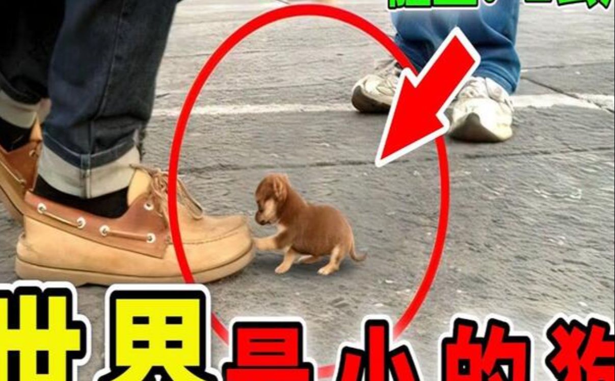 全世界上最小的十种狗,体重只有两公斤,第一名可以放进杯子里,真是...