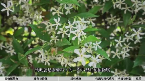 致命钩吻:一株植物背后的离奇中毒事件