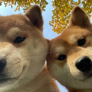 玩模型的设计猿-胖虎 